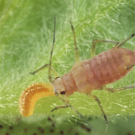 Aphid Killer Aphidoletes Aphidimyza Dragonfli