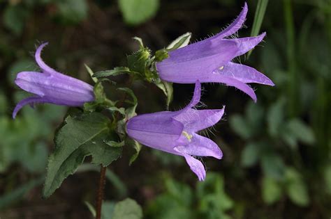Bellflower Blossoms Flower Wild - Free photo on Pixabay - Pixabay