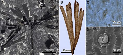 A Triassic Tritrophic Triad Documents An Early Food Web Cascade Current Biology