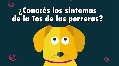 Traqueobronquitis Infecciosa O Tos De Las Perreras Youtube