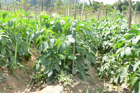 Langkah Dini Atasi Phytophthora Pada Tanaman Kentang Trubus