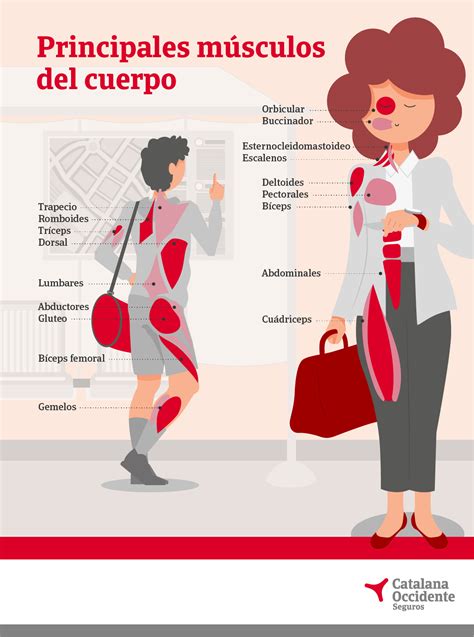 Conoces cuáles son los principales músculos del cuerpo humano