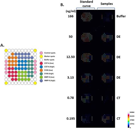 Antibody Microarrays A Spotting Pattern For The 12 Subarray Format
