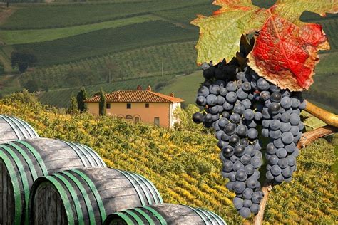 Вино Кьянти (Chianti): понятие, виды и культура пития