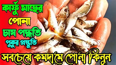 কার্ফু মাছ চাষ পদ্ধতি ও পুকুর প্রস্তুতি পোনা সংগ্রহ কর কমদামে আমাদের