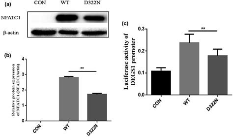 Functional Experiments Of Nfatc1 A Image Of Western Blotting B Download Scientific