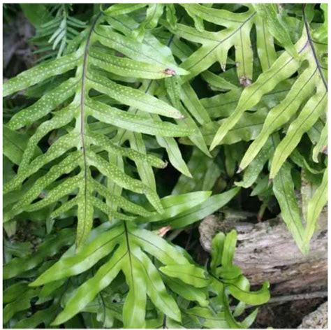 Kangaroo Fern Microsorum Diversifolium Plantonica