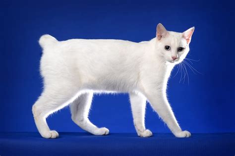 Do All Cats Shed