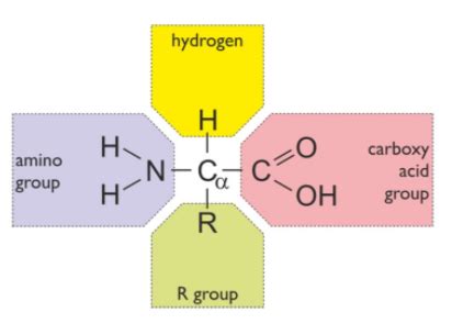 Biological Molecules Flashcards Quizlet