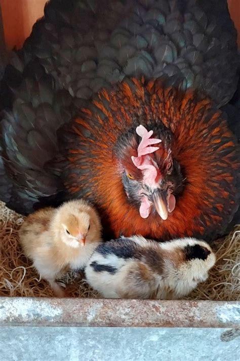 Black Copper Maran Hen With Two Chicks