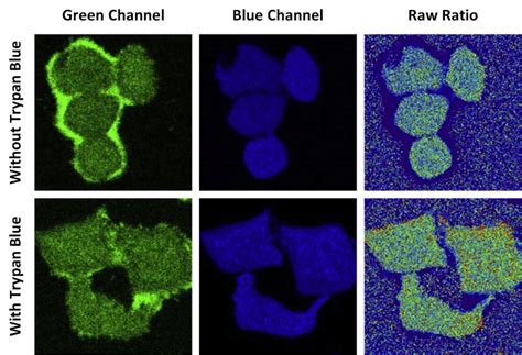 Glutathione Quantification In Live Cells With Real Time Imaging And Flow Cytometry Pmc