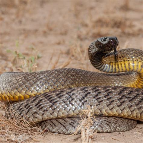 Définition Ophidiophobie Quest Ce Que Cest Futura Santé