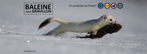 Visuels BSG Baleine Sous Gravillon