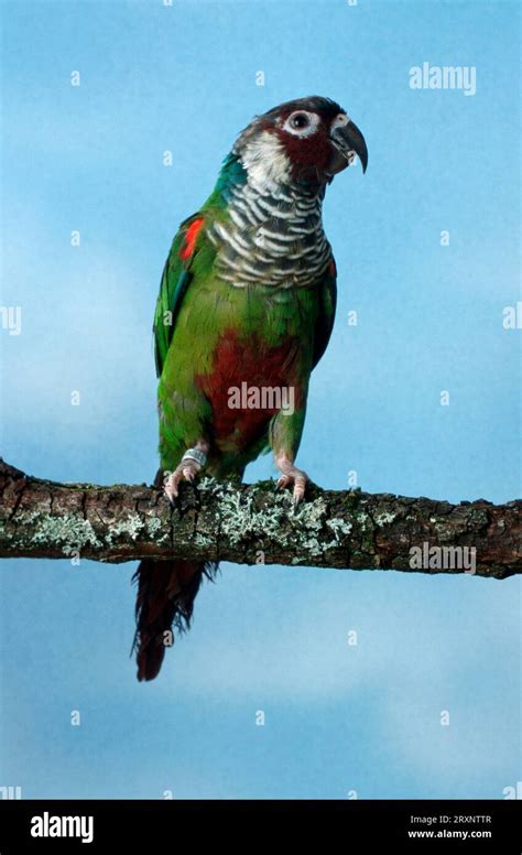 Green Cheeked Conure Pyrrhura Molinae Green Cheeked Red Tailed