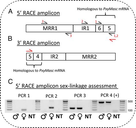 Silencing Rnas Expressed From W Linked Pxymasc “retrocopies” Target