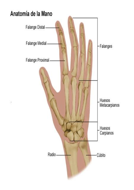 Anatomía Del Mano Elvis Rumiño Contreras Huayta Udocz