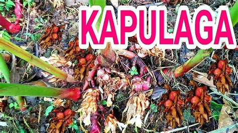 Panen Buah Kapulaga YouTube