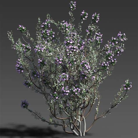 Piperella Thyme Flowers 02 The3dgarden Library For 3ds Max
