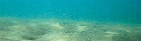 Microplastics Are Increasingly Accumulating In Marine Sediments Archyde