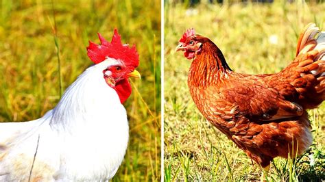 Broilers Vs Layers Chicken Best Chicken To Start YouTube