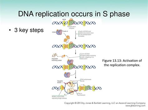 Ppt Fundamentals Of Cell Biology Chapter 13 The Birth And Death Of