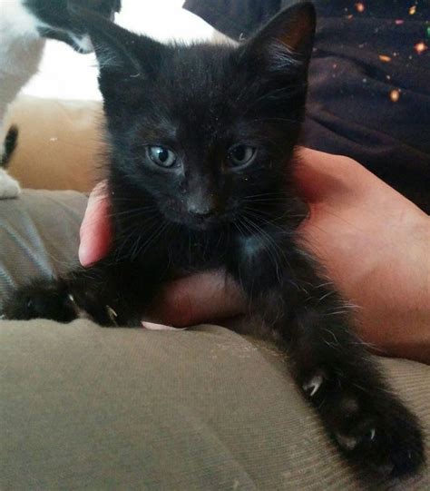 Montreal ~ Available For Adoption ♥ Shadow Shadow Is A Feisty Kitten But Hes Also Very Sweet