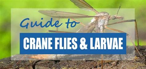 Guide To Crane Flies And Crane Fly Larvae Tipulidae Pond Informer