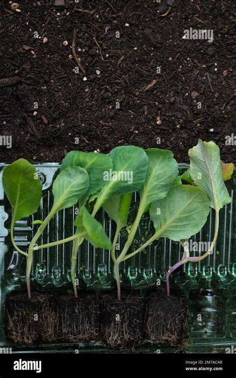 Gardening And Agricultureromaine Lettuce Seedlings And Lettuce