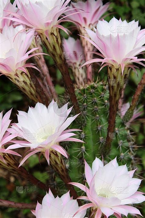 仙人掌开花