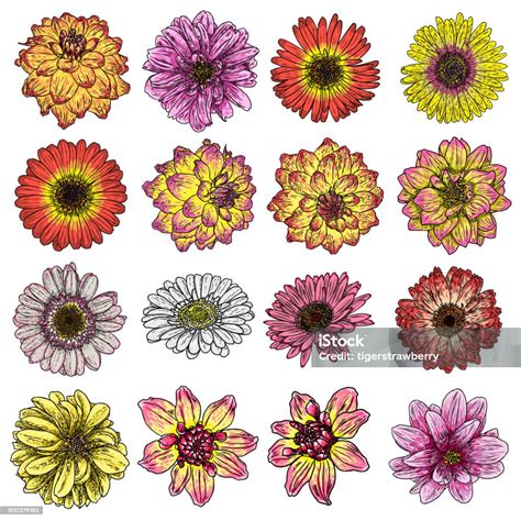 절연된 데이지 달리아 백 일초 Gerbera 잉크 손으로 그린 꽃 그림을 흰색 배경에 검정 및 컬러 평면 개요의 세트 봄 식물 꽃 벡터입니다 0명에 대한 스톡 벡터 아트 및