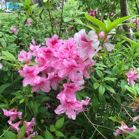Rhododendron Yedoense Var Poukhanense Chalet® Plum Azalea Garden