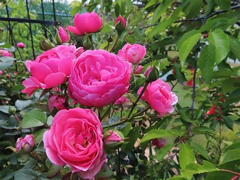 薔薇ポンポネッラが元気です 風をかんじて庭遊び花綴り