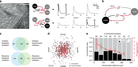 polysynaptic inhibition between chins is a ubiquitous intrastriatal