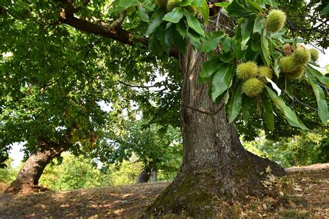 11 Of The Best Chestnut Varieties To Grow At Home