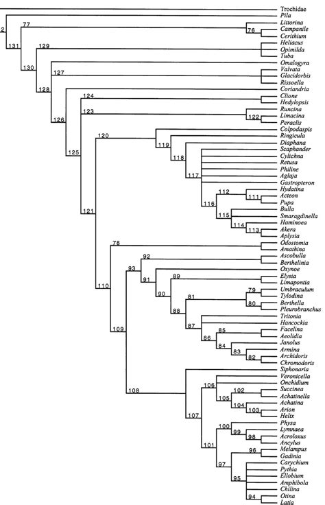 Strict Consensus Tree Of 3446 Equally Parsimonious Trees