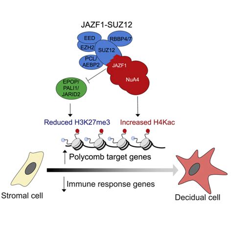 Jazf1 Suz12 Dysregulates Prc2 Function And Gene Expression During Cell
