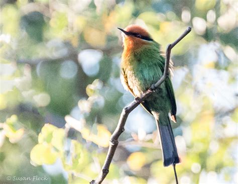 Bohms Bee Eater