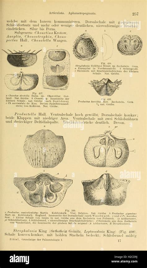 A Foundational Work On Paleontology Covering The Key Principles Methods And Findings In The