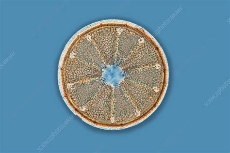 Fossil Diatom Light Micrograph Stock Image C049 3287 Science Photo Library