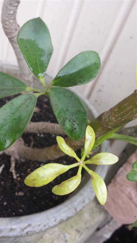 Diseases Is This Spotting On My Schefflera Houseplant Caused By