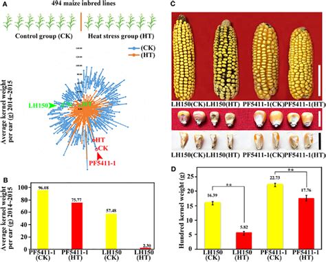 The Effects Of Heat Stress On Maize Kernel Weight A Radar Chart Of Download Scientific