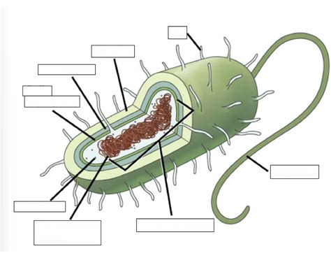 Prokaryote Structure Quiz