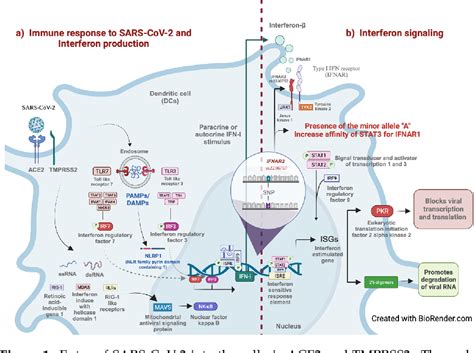 Figure 1 From Participation Of Single Nucleotide Variants In Ifnar1 And