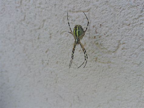 Cute Lil Huge Orb Weaver I Found Proteccing Mah House R Spiderbro