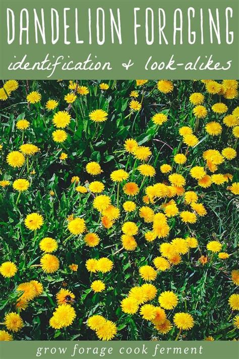 Dandelion Foraging Identification Look Alikes And Uses Artofit