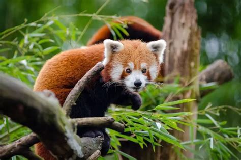 Red Pandas Diet Behaviours And Predators