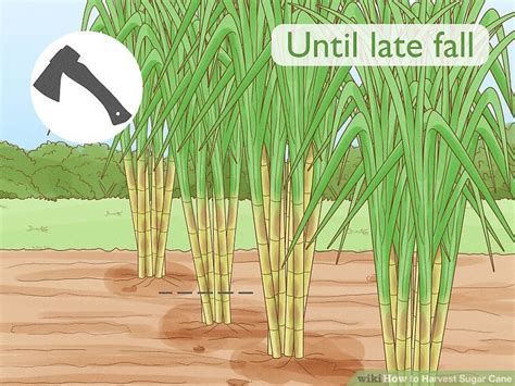 How To Harvest Sugar Cane 11 Steps With Pictures Wikihow