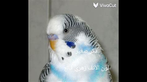 التفريق بين الذكر و الأنثى في عصافير البادجي🦜 Youtube