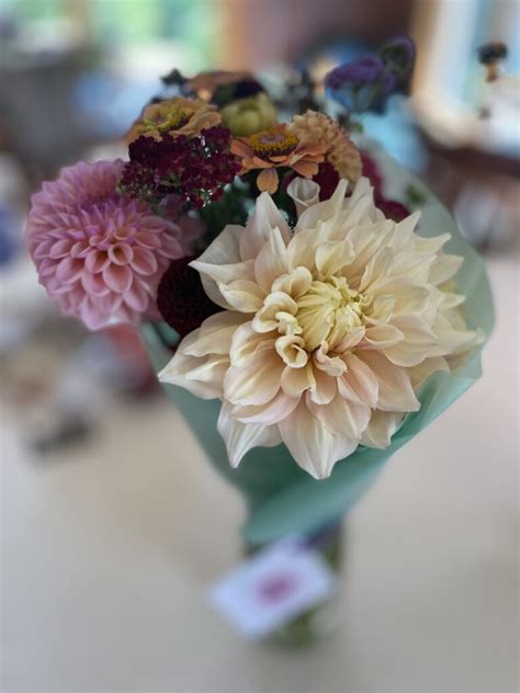 Dahlia Lovers Map Emerald Angel Dahlias