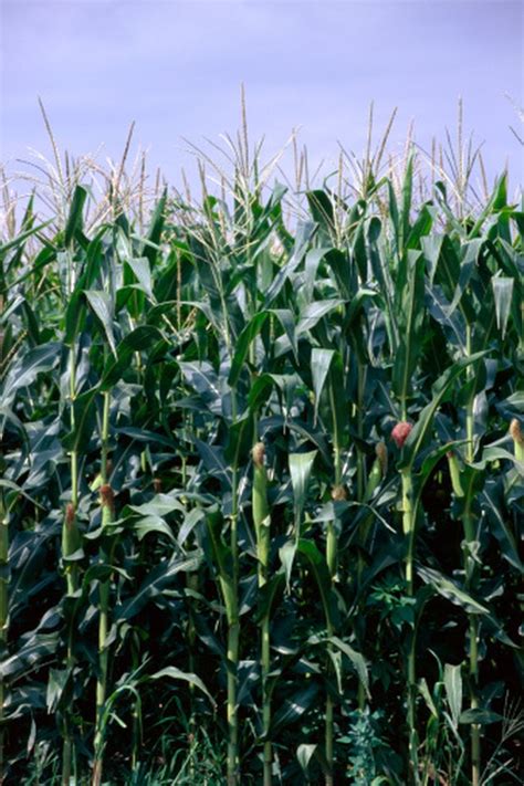 How Much Sun for Corn? | Hunker